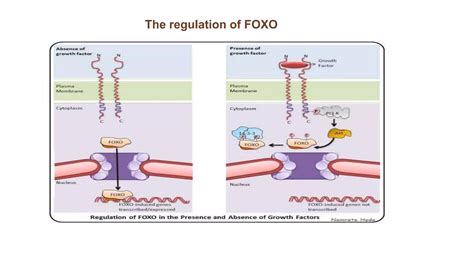 Pathways Of Intracellular Signal Transduction Pptx