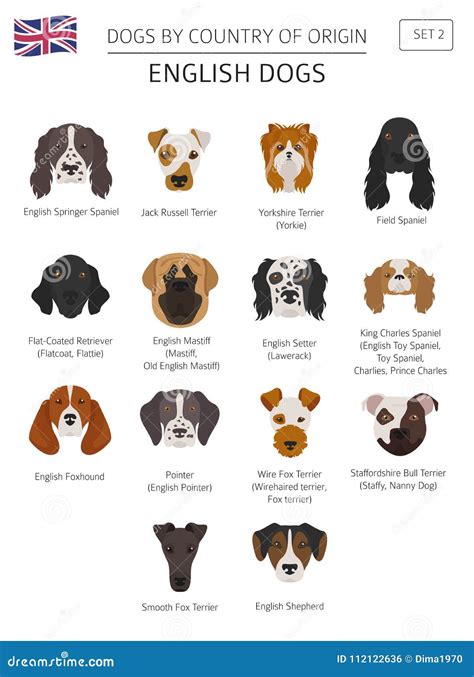 Dogs By Country Of Origin English Dog Breeds Stock Vector
