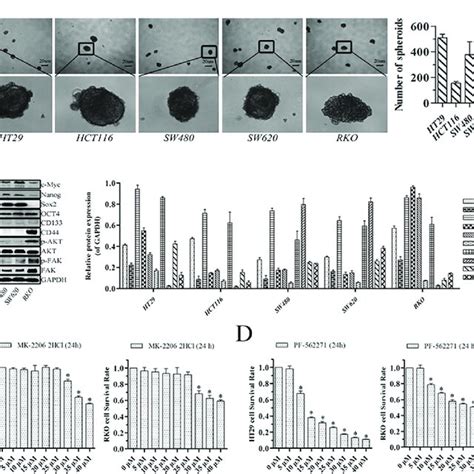 spheroid formation cell migration proteinexpression in colorectal