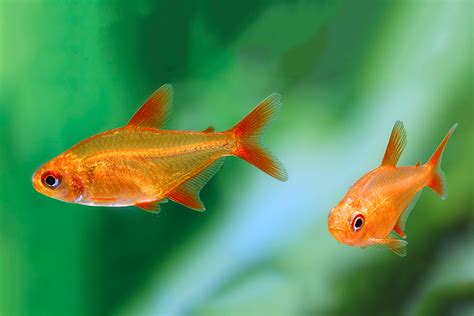 Red Cherry Tetra Dnz Hyphessobrycon Sp Muzel Red South America