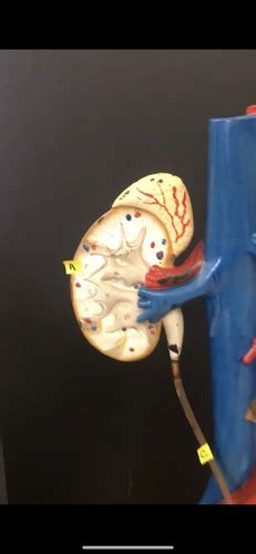Urinary System Flashcards Quizlet