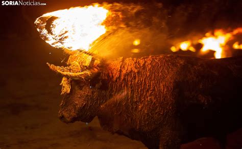 Pacma Formaliza Su Demanda Contra El Toro Jubilo Sorianoticias