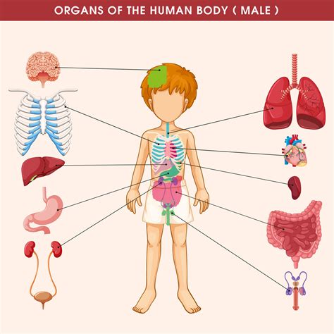 Male Body Organs Diagram