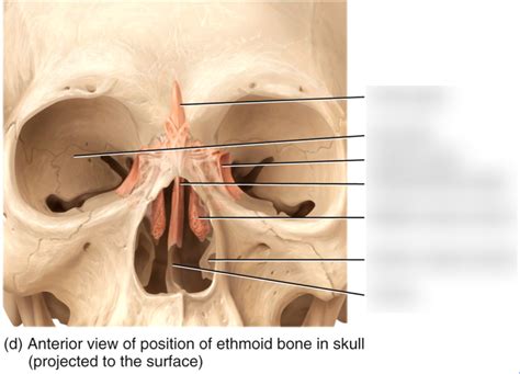 Anterior View Of Position Of Ethmoid Bone In Skull Diagram Quizlet