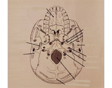 Cranial Bone Features Inferior View Of Skull Quiz