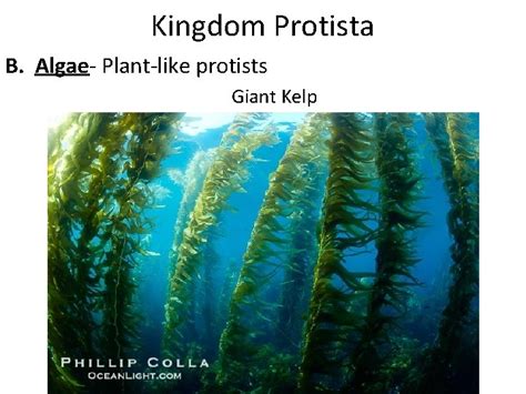 Kingdom Protista Objectives Describe Characteristics Of Kingdom Protista