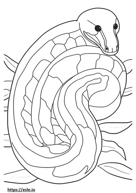 Black Pastel Ball Python Coloring Pages Free Printable
