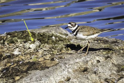Killdeer A True Tale Of Nests Eggs And Chicks A Hatching — Wild