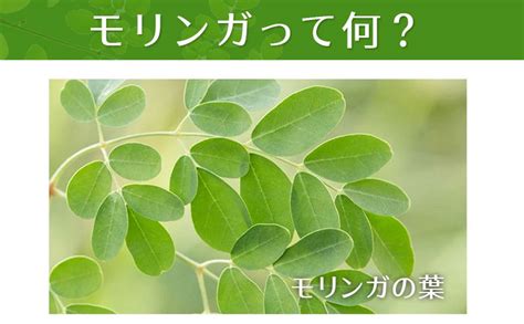 Amazon モリンガ サプリ モリンガ粒60粒 約1ヶ月分 バージョンアップ配合率90達成 和名ワサビノキ 青汁以上の栄養 Gabaや