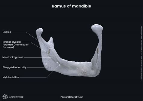 Ramus Of Mandible Anatomyapp