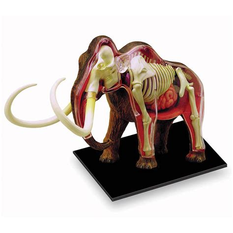 Woolly Mammoth Anatomy 4d Model Shop Online Royal Bc Museum