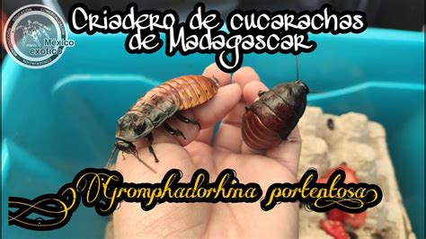 Criadero De Cucaracha Madagascar Gromphadorhina Portentosa México