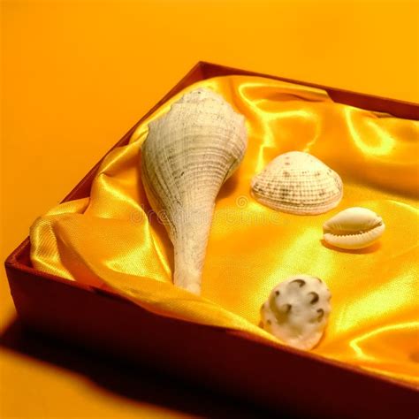 Closeup Picture Of Various Sea Shell In A Box Isolated In Orange
