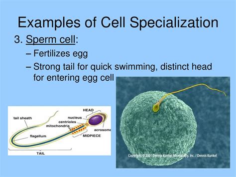 Cell Specialization Ppt Download