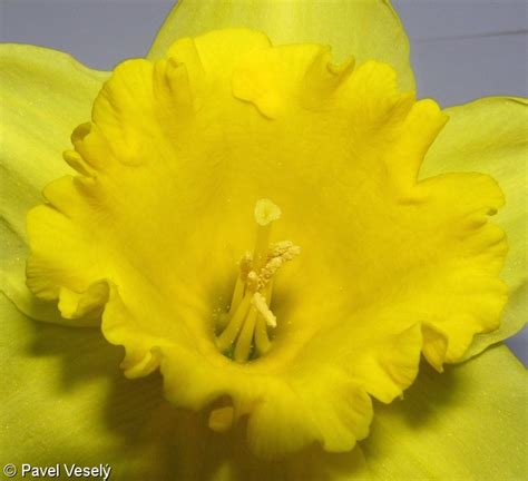 Fotografický Klíč K Určování Cévnatých Rostlin BotanickÁ Fotogalerie