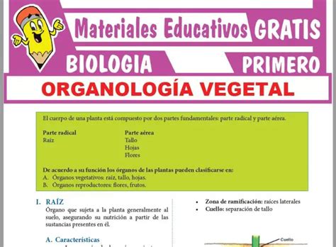 Partes De Las Plantas Para Primer Grado De Secundaria ≫ Gratis