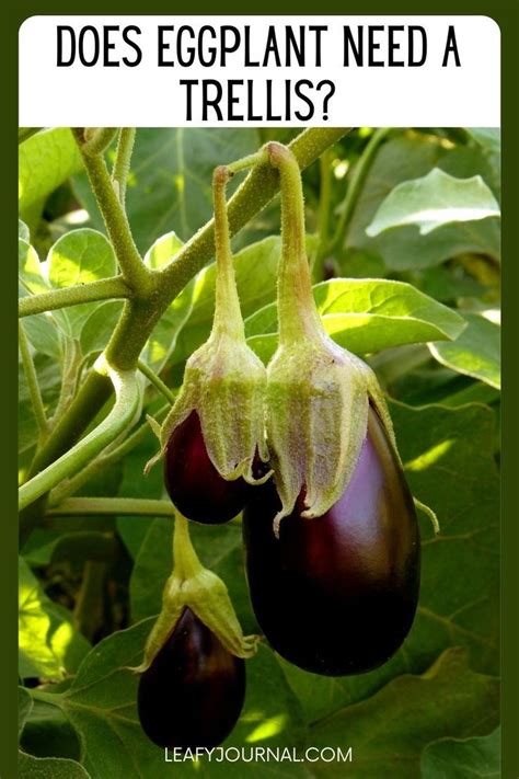Does Eggplant Need A Trellis Quick Answers Artofit