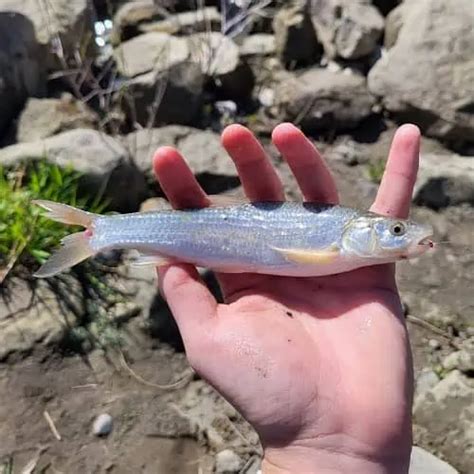 24 North American Chub Species Id Pictures Pond Informer