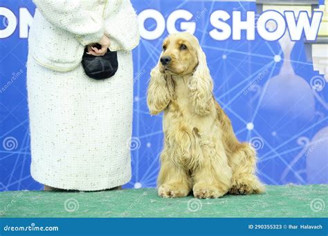 Dog English Cocker Spaniel Sitting On Dog Show Stock Image Image Of