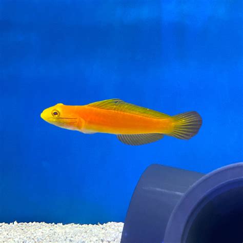 Bella Goby New Wave Aquaria