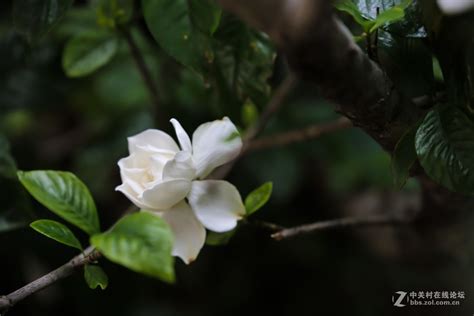 桅子花 中关村在线摄影论坛