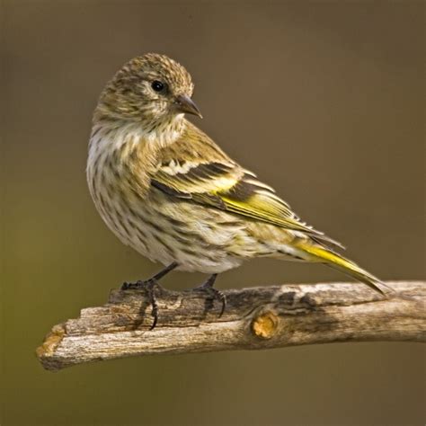Pine Siskin Birdforum Opus Birdforum