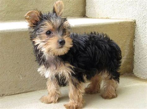 Full Grown Teacup Yorkie Cute Yorkie Puppies And Kitties