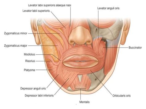 Dr Rachel Ho Depressor Anguli Oris Myomodulation