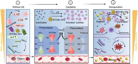 Microbubble‐mediated Interaction Between Btober Nps And Biological Download Scientific Diagram