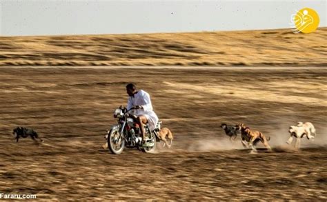 مرد سوری که ۱۵ سال است سگ‌های‌ تازی ایرانی را پرورش می‌دهد تصاویر