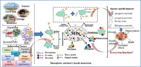 Factors Influencing The Interaction Behavior Of Heavy Metals By Mps In