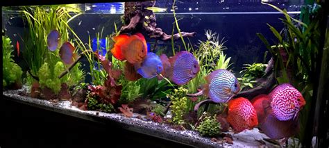 17111 Discus Husbandry Aquarium Science