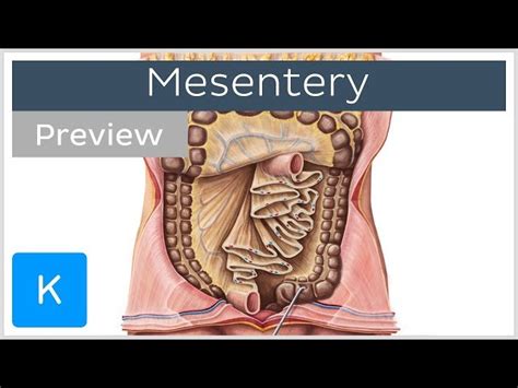 Mesentery Proper Diagram