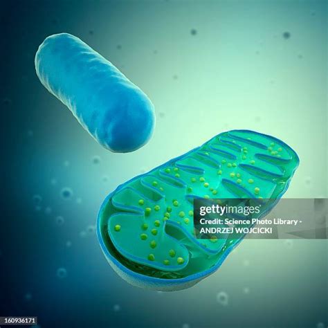 Mitochondria Photos And Premium High Res Pictures Getty Images