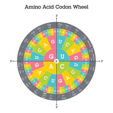 Premium Vector Amino Acid Codon Table Genome Sciences Vector Graphic