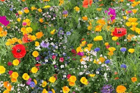Wildflower Seeds Regional And Non Gmo Seeds Damavandpro