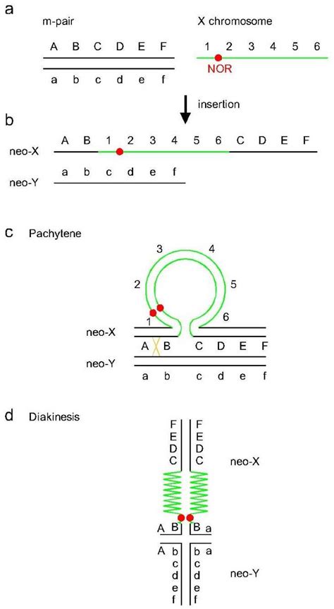 On The Origin Of Neo Sex Chromosomes In The Neotropical Dragonflies