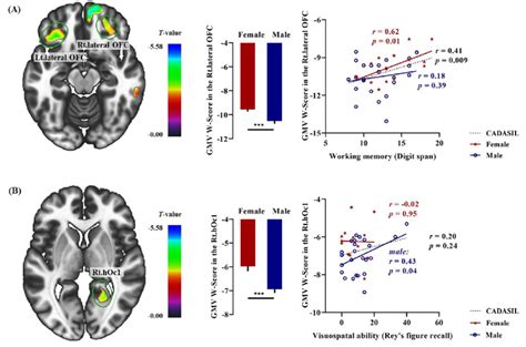 Relationships Between Behavioral Performance And Gmv W Scores In Download Scientific Diagram
