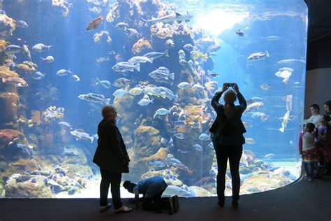 Laquarium Steinhart à San Francisco