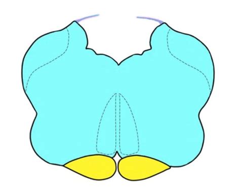 Diagram Of Medulla Cross Sections Quizlet