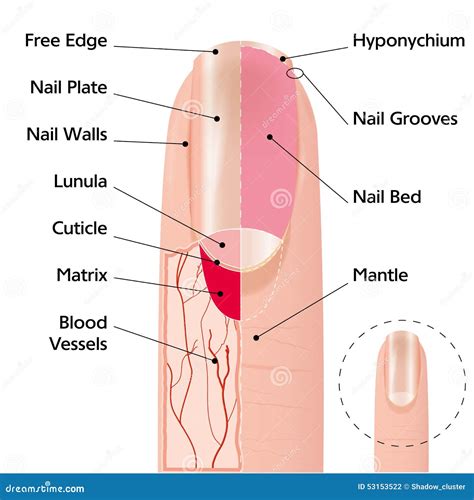 Finger Nail Structure Stock Vector Illustration Of Fungus 53153522