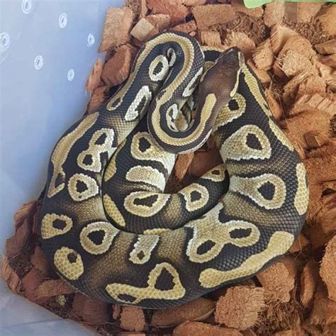 Jual Ball Python Mojave Adult Dewasa Di Seller Chiko Shop Johar Baru Kota Jakarta Pusat Blibli