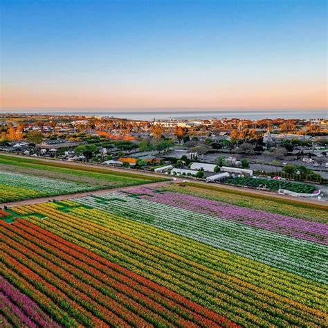 A Blooming Sign Of Spring The Carlsbad Flower Fields Are Open