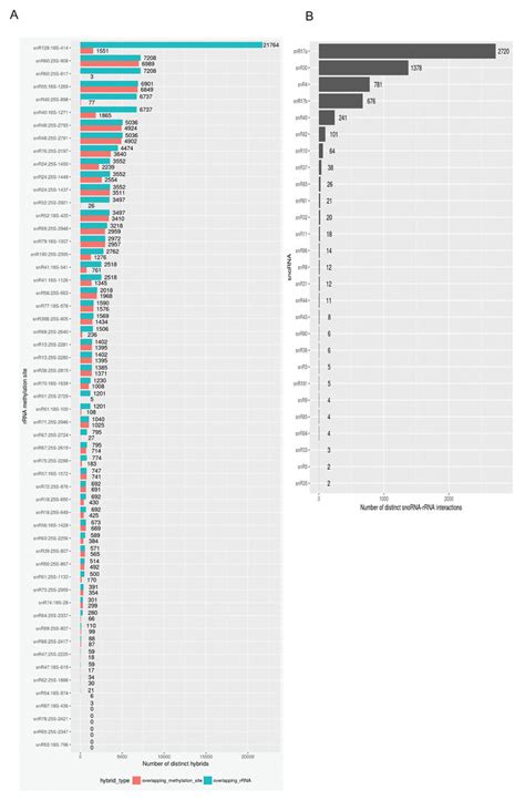 Numbers Of Snorna Rrna Interactions At Sites Of 2 O Methylation A