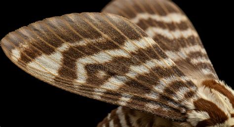 Close Up Of A Moth Showing Detailed Wing Patterns And Textures The