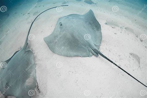 Stingray Underwater On Sandy Sea Bottom Sting Rays In Tropical Blue