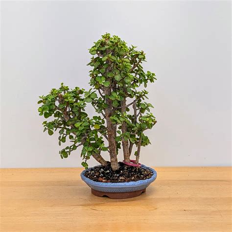 7 Tree Grove Dwarf Jade Portulacaria Afra In A Glazed Ceramic Pot No