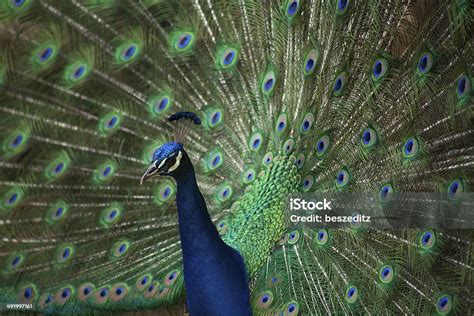 공작새 쿨링팬 3 공작 깃털에 대한 스톡 사진 및 기타 이미지 공작 깃털 공작새 금색 Istock