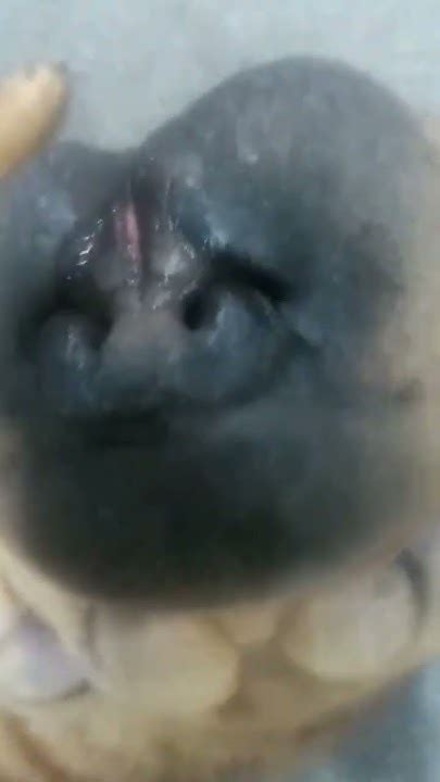 нос собаки собака Youtube