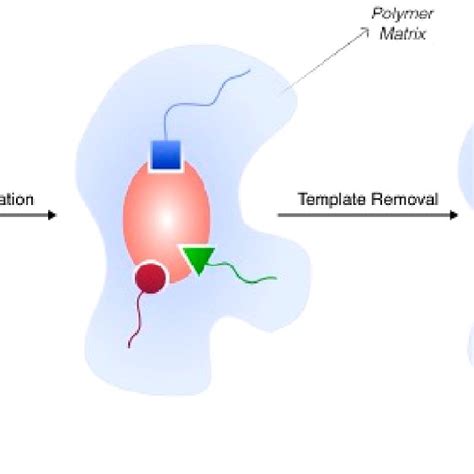 Schematic Representation Of Mips Download Scientific Diagram